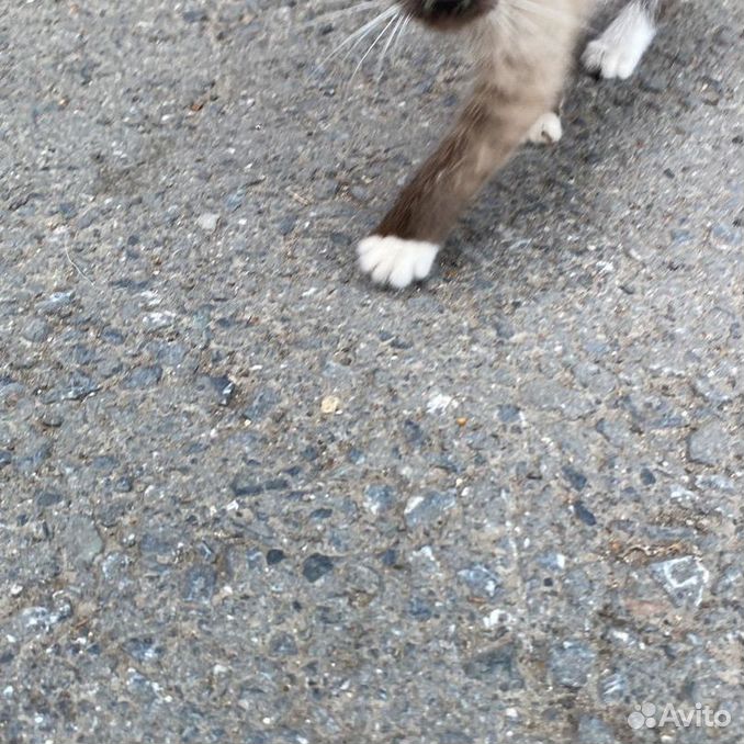 Сиамские кошки бесплатно
