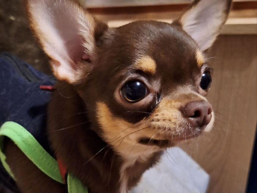 Чихуахуа шоколад