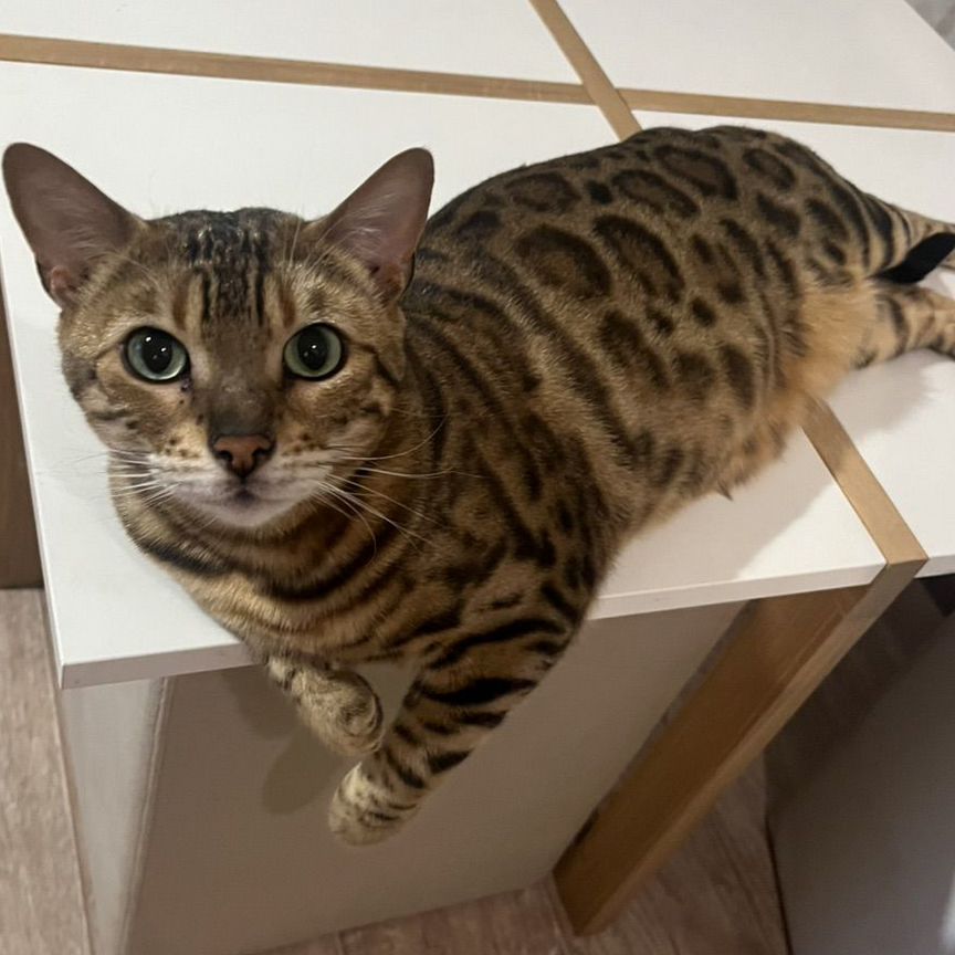 Бенгальская кошка, взрослая