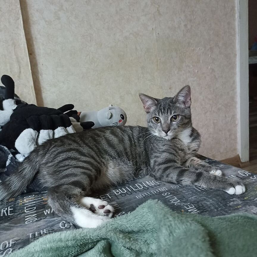 Отдам котиков в хорошие руки
