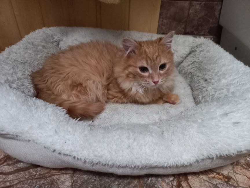 Рыжий котенок Мотя потеряшка бесплатно