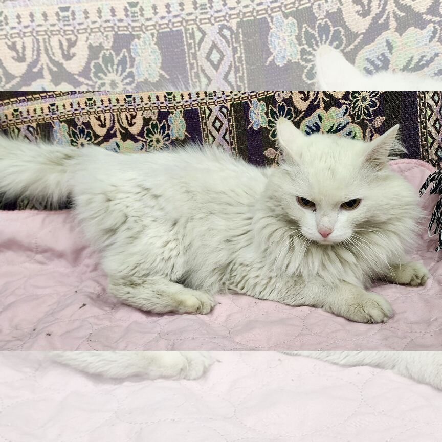 Турецкая ангора, взрослый кот