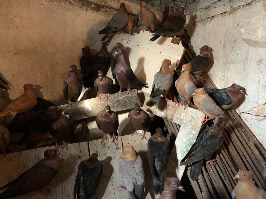 Архангельский голубь