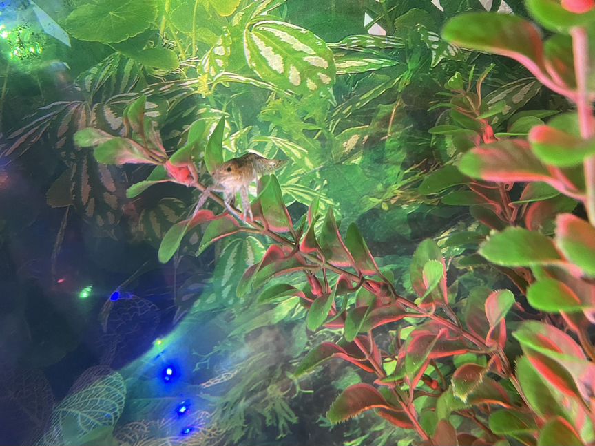 Аквариумные раки