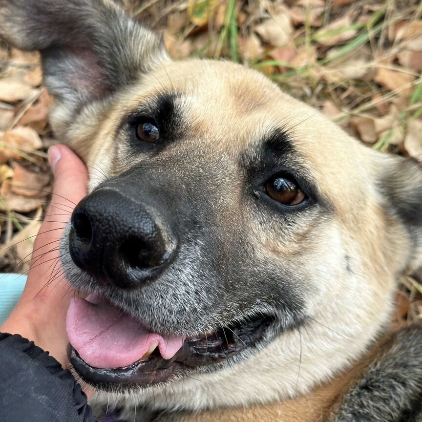 Большой, уютный пёс из приюта в добрые руки