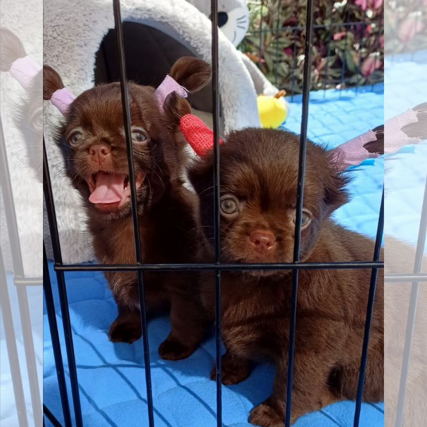 Чихуахуа, щенок