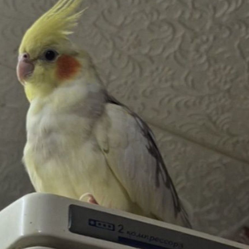 Говорящий попугай