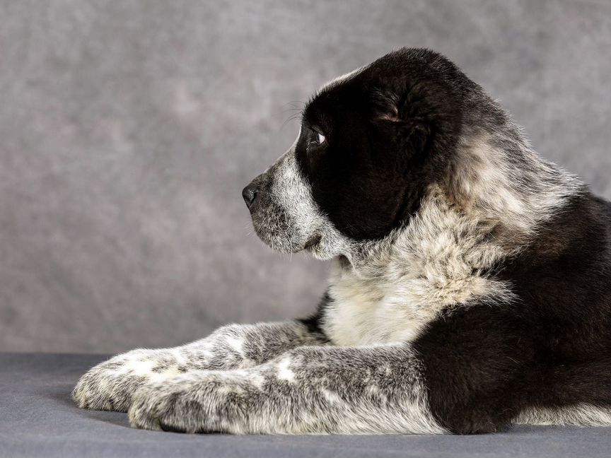 Лучшие представители породы сао