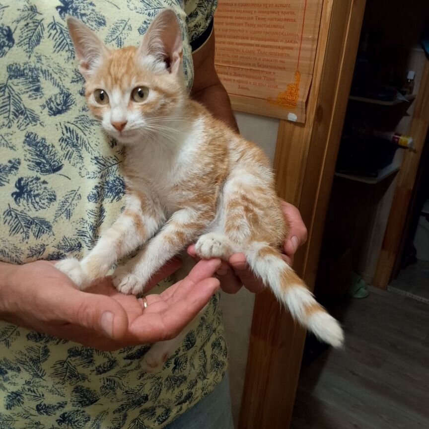 Котята в добрые руки мальчики рыжие