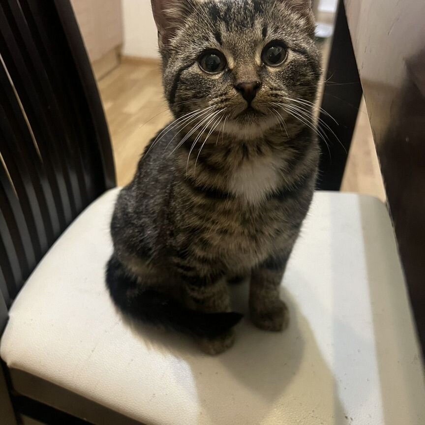 Котенок в добрую семью