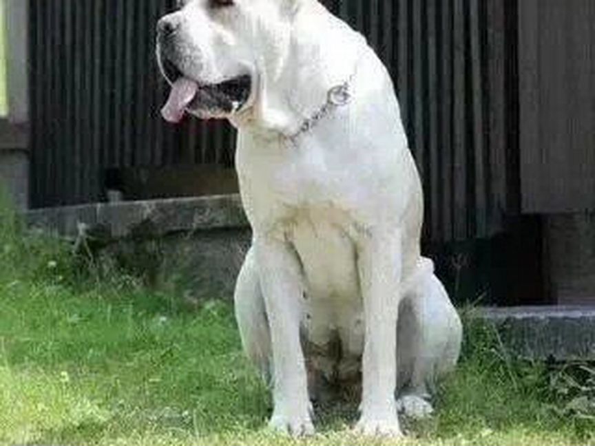 Кане Корсо для Вас