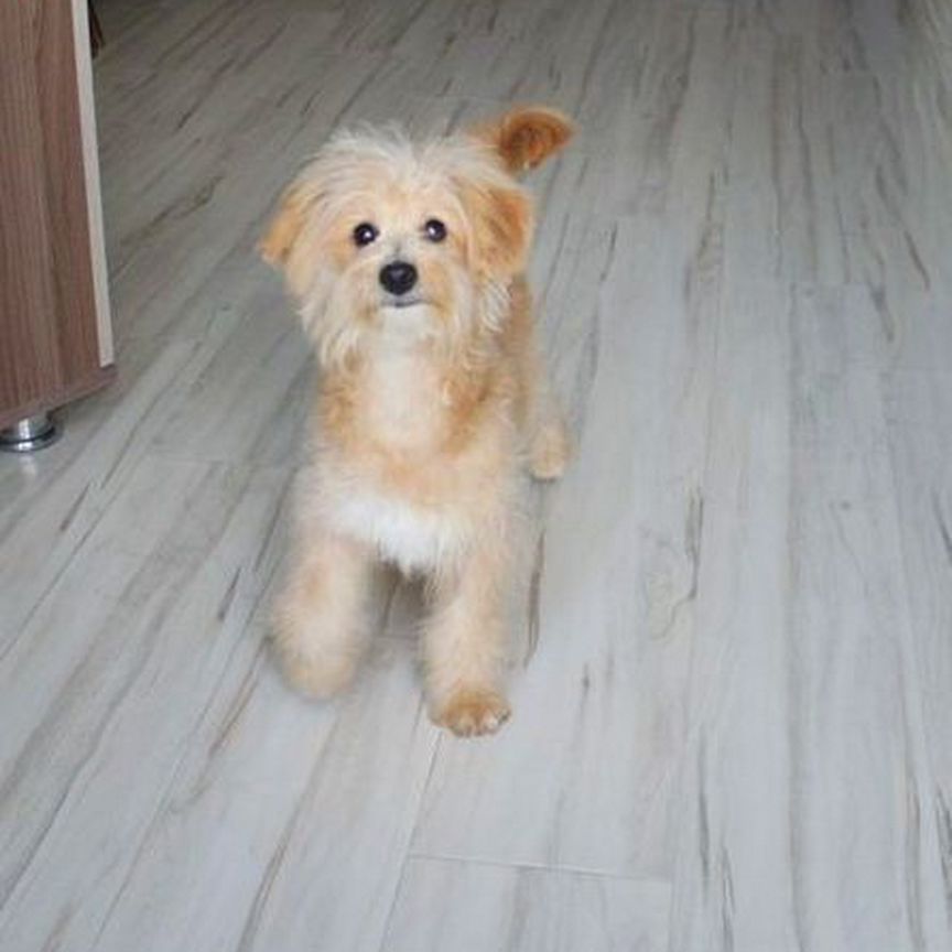 Мальчик мальтипу