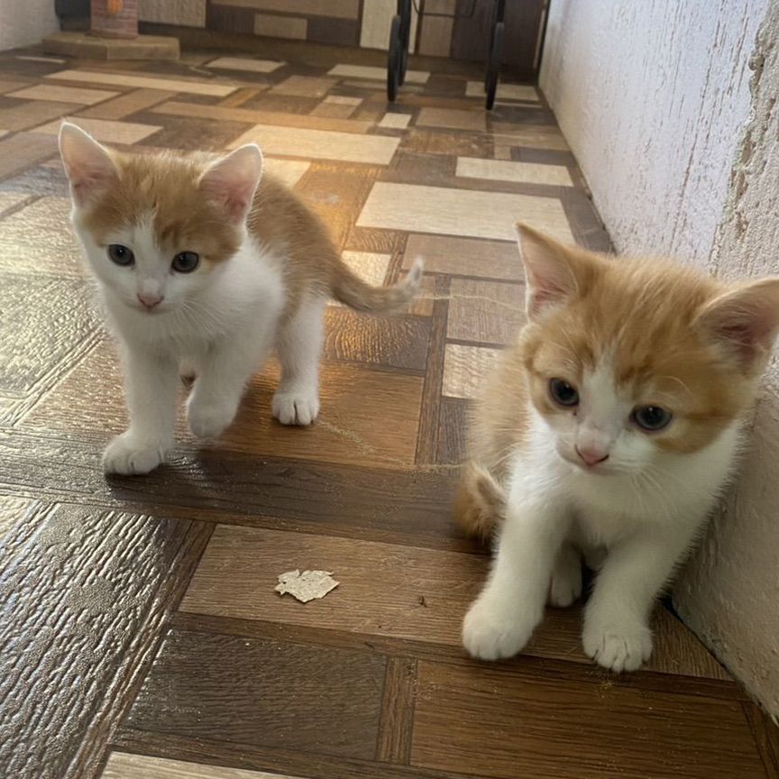 Отдам котенка в добрые руки