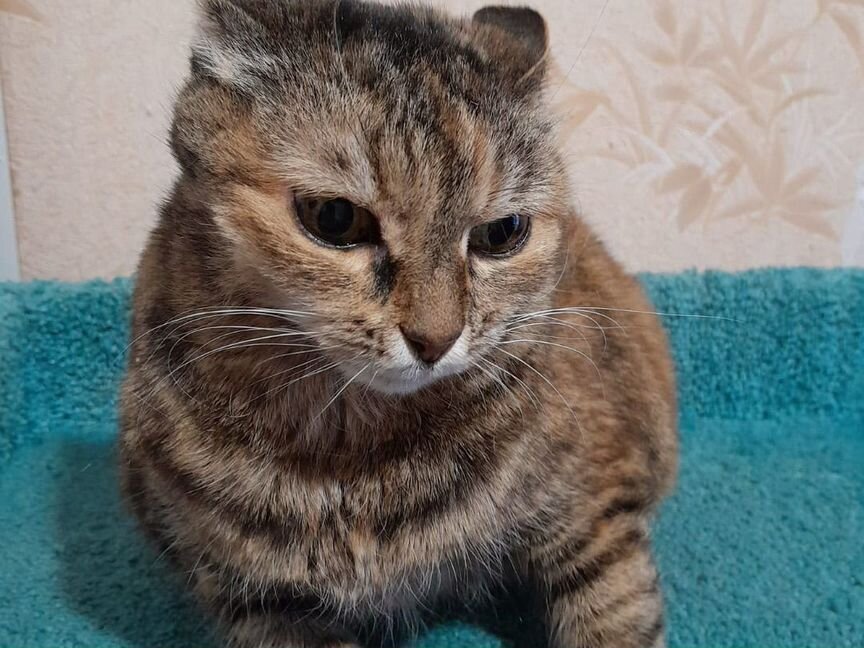 Кошку отдали на усыпление