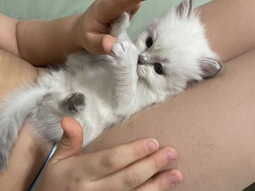 Невские маскарадные котята