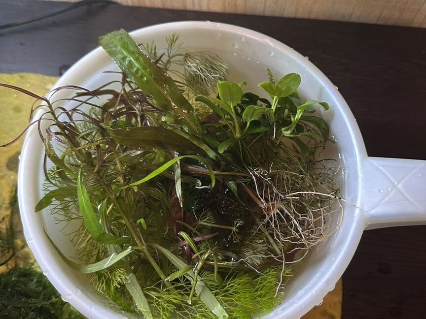 Растения для аквариума бесплатно