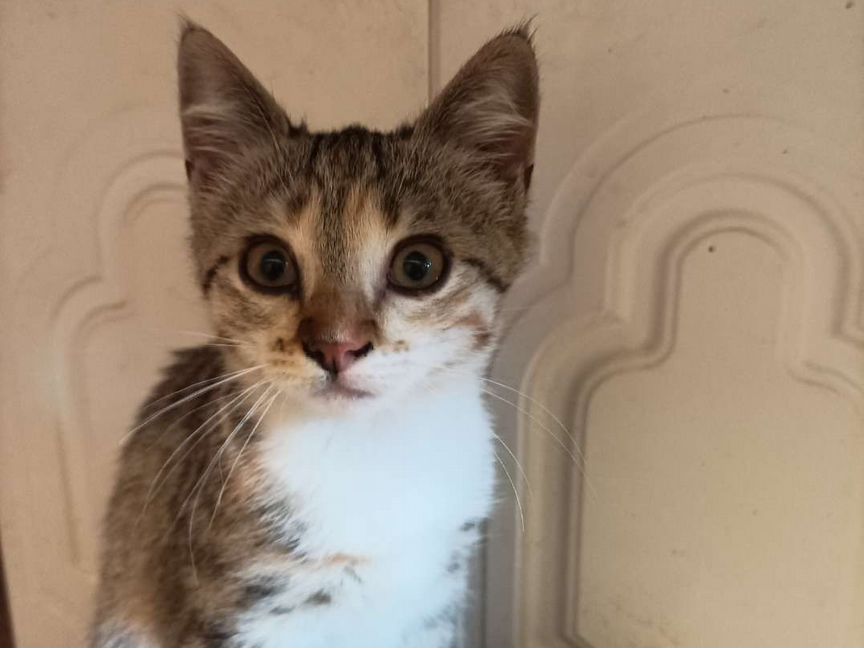 Котенок трехцветная девочка