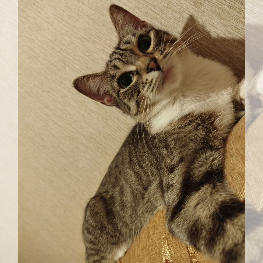 Взрослая, кошка в добрые руки