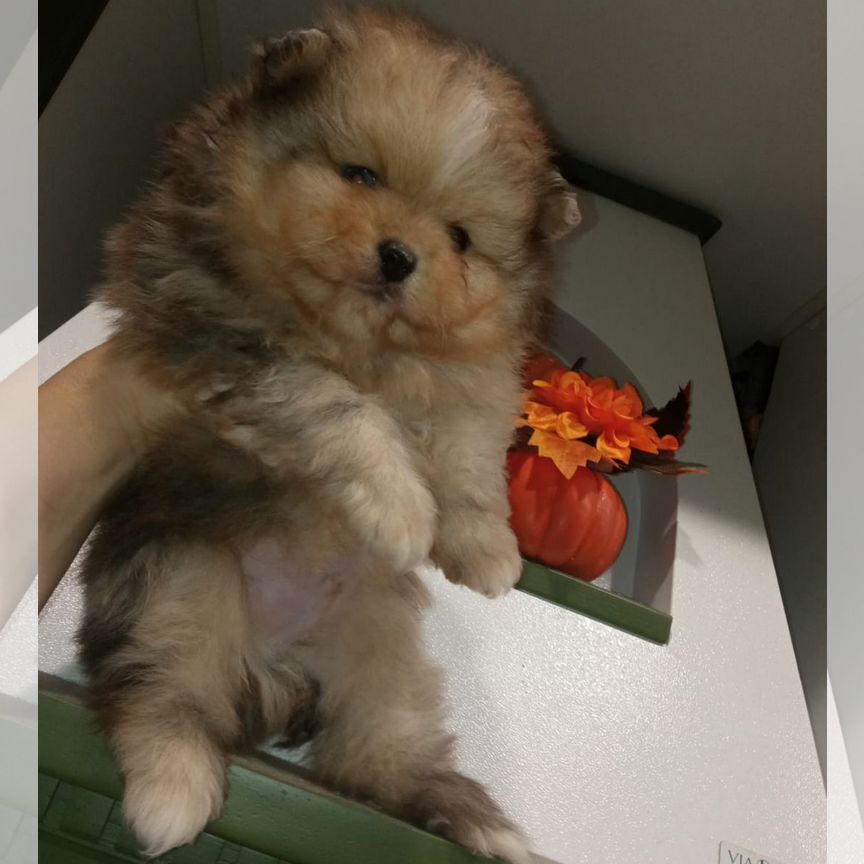 Шикарный шпиц. Мишка. Доставка