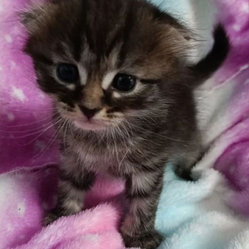 Шотландский вислоухий короткошёрстный котёнок