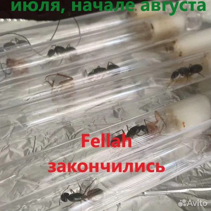 Maculatus, Sanctus, Crematogaster, Fellah 5500
