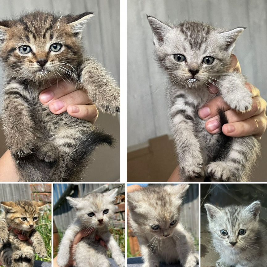 Отдам котенка в добрые руки