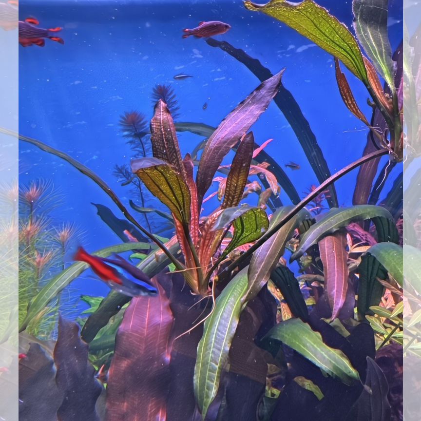 Эхинодорус красный рубин