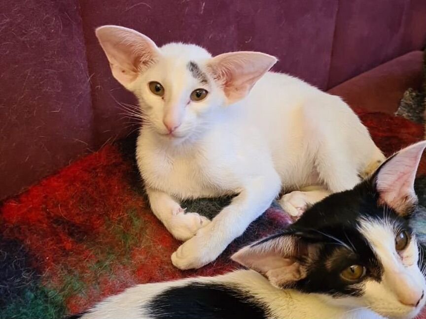 Топ девочки