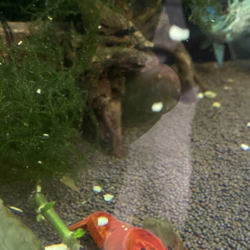 Аквариумный рак