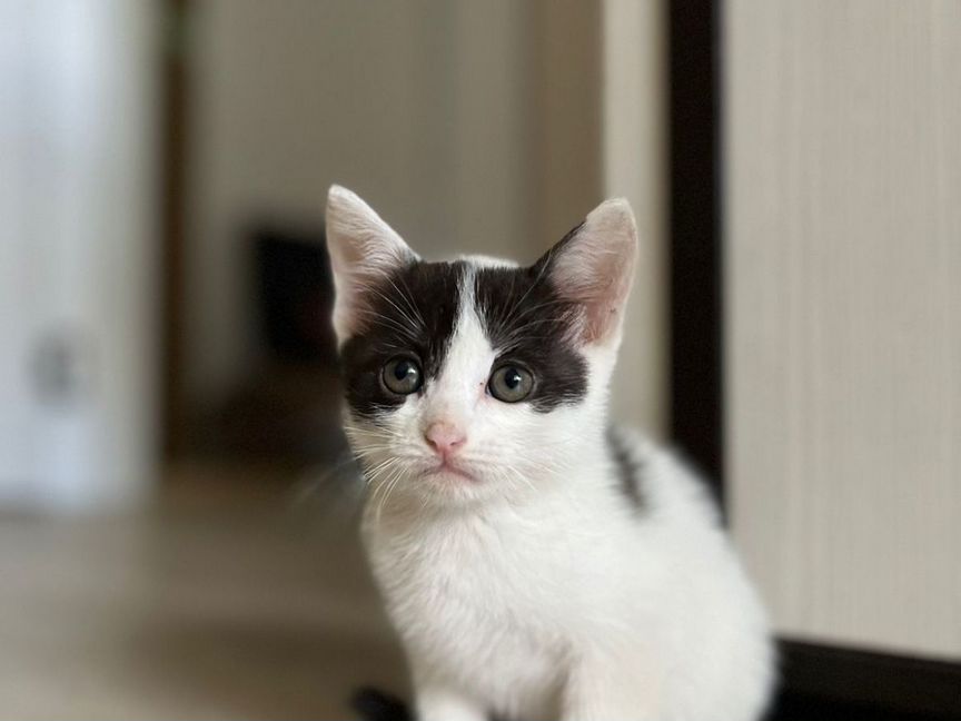 Котёнок