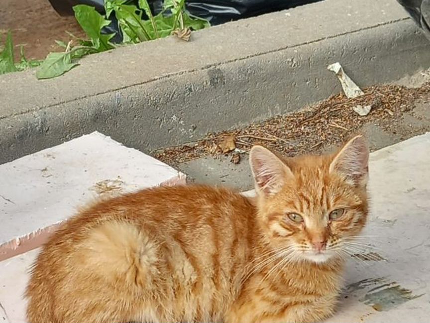 Кошки в добрые руки бесплатно