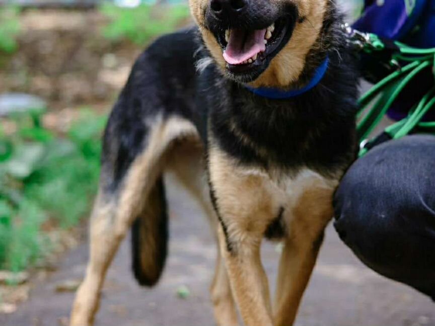 Корица - собака для семьи