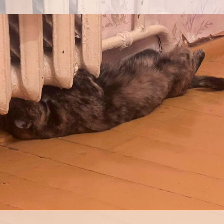 Кошка стерил., которая любит лежать на спине