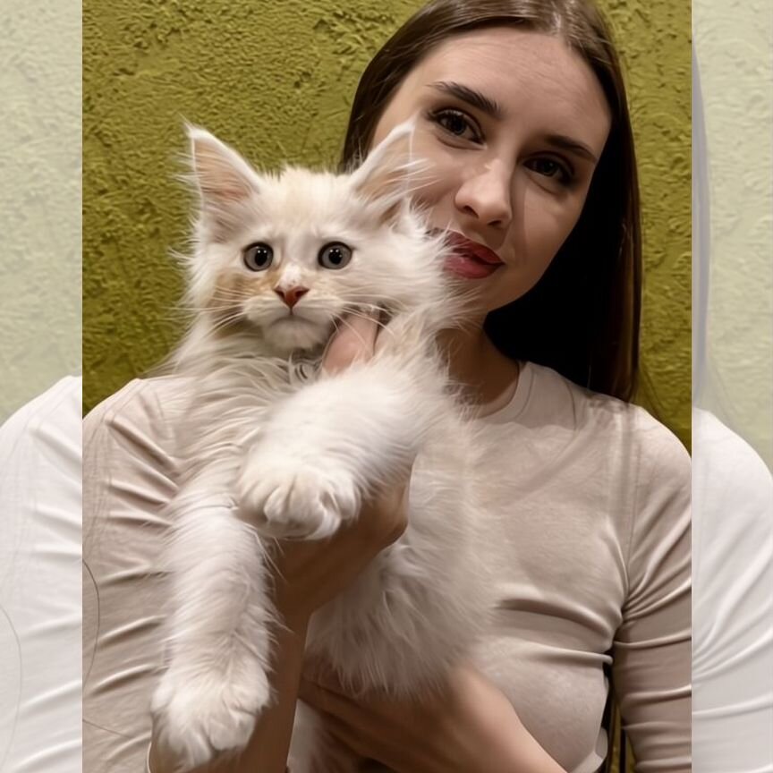 Мейн-кун котёнок
