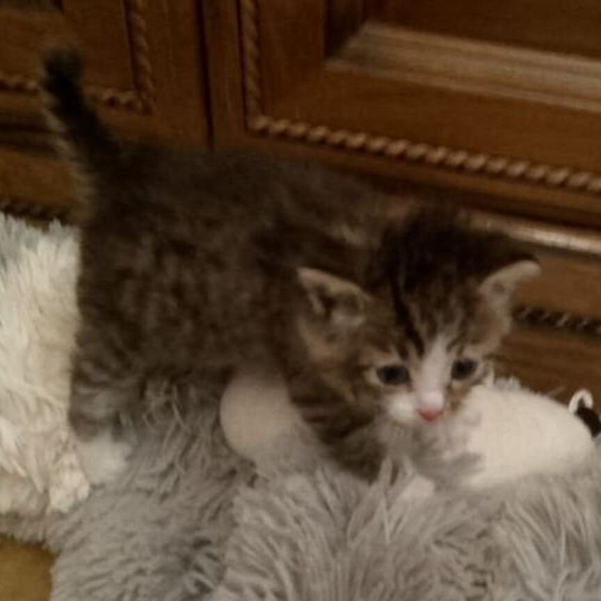 Котенок в добрые руки