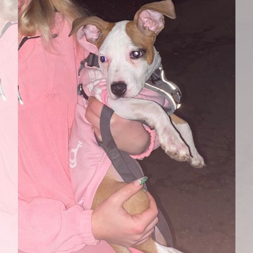 Стаффордширский терьер