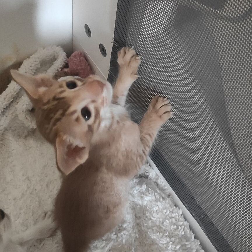 Ориентальные котята