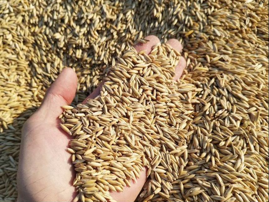 Просо, Кормовой овёс корма