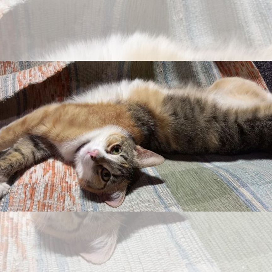 Котёнок в добрые руки