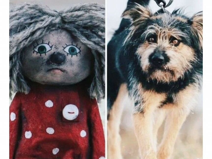 Собака из приюта ищет семью