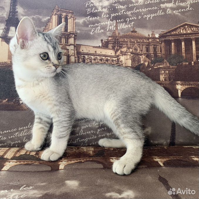 Британочка Серебристая шиншилла