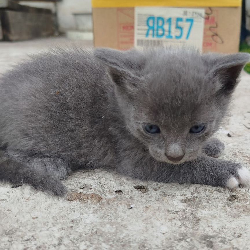 Котёнок в добрые руки