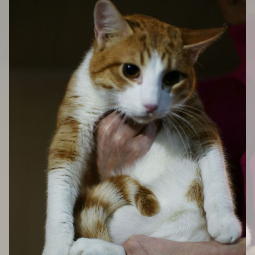 Кошки ищут дом