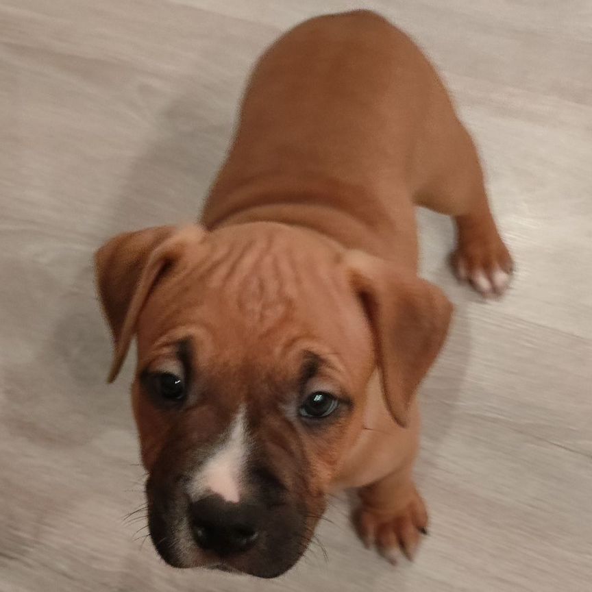 Американский стаффордширский терьер, щенок