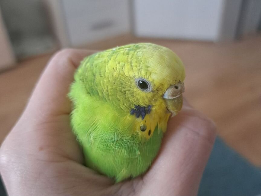 Волнистый попугай девочка