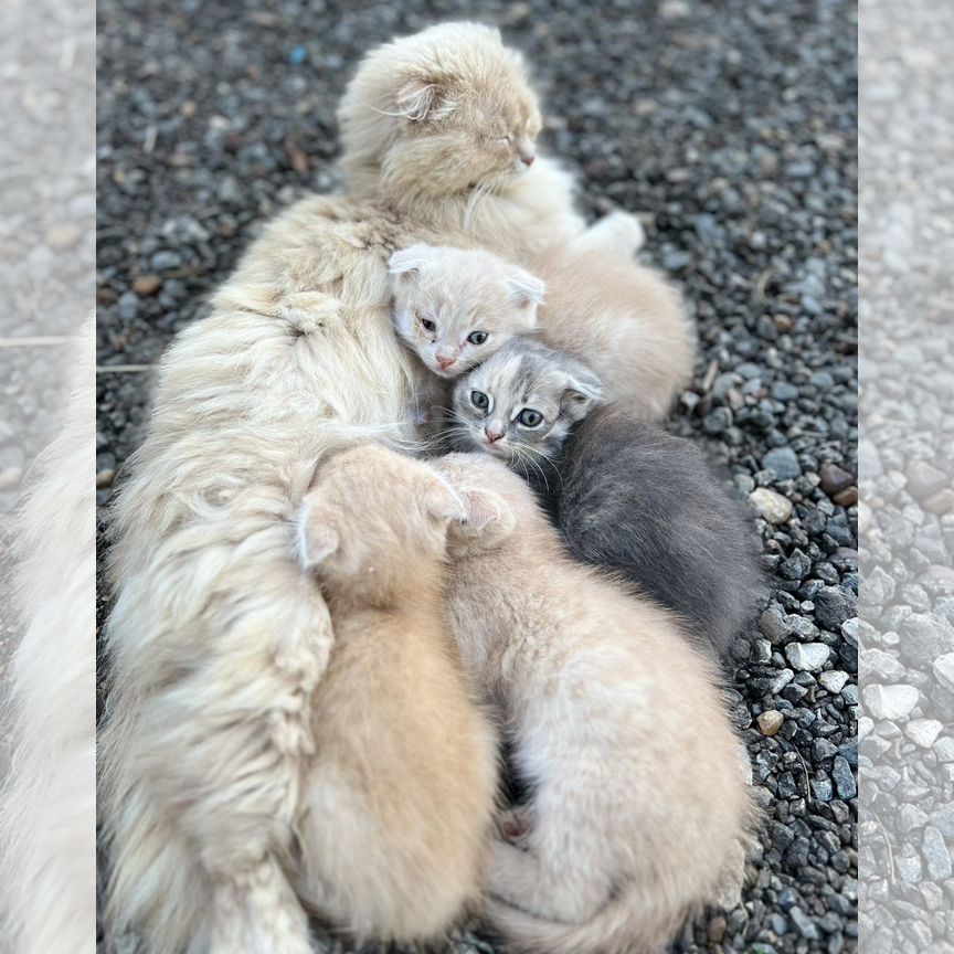 Шотландские вислоухие котята