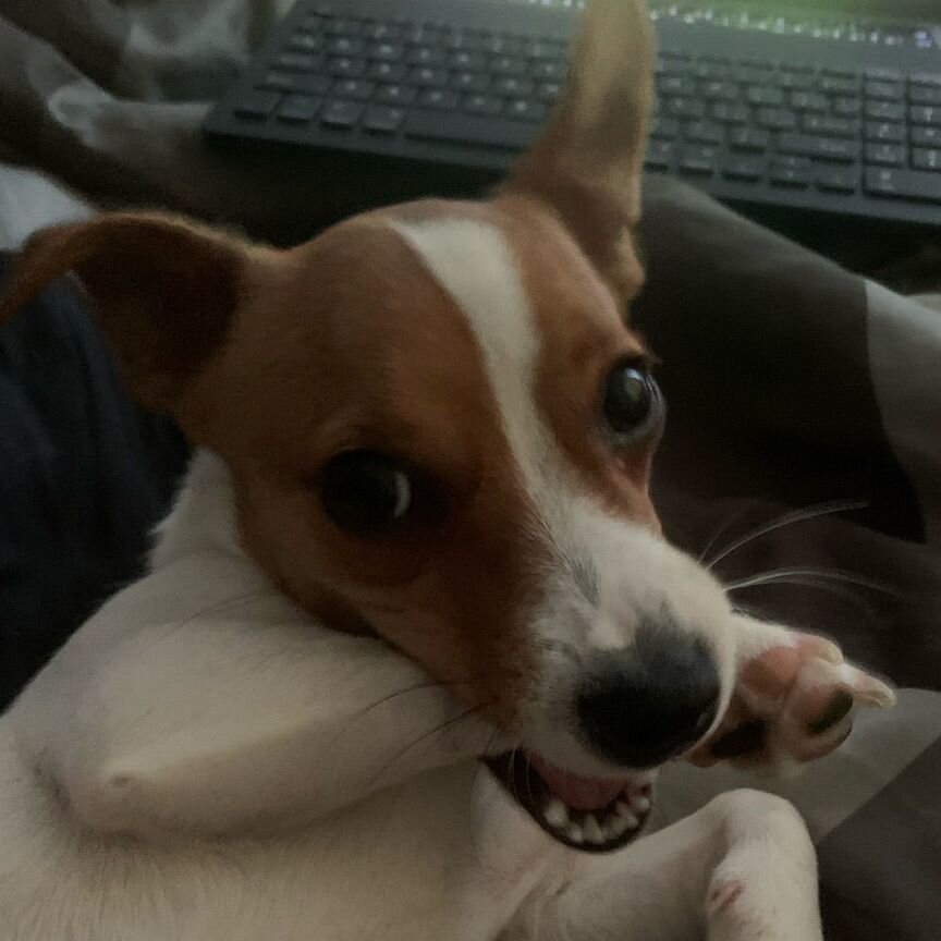 Джек-рассел-терьер, щенок