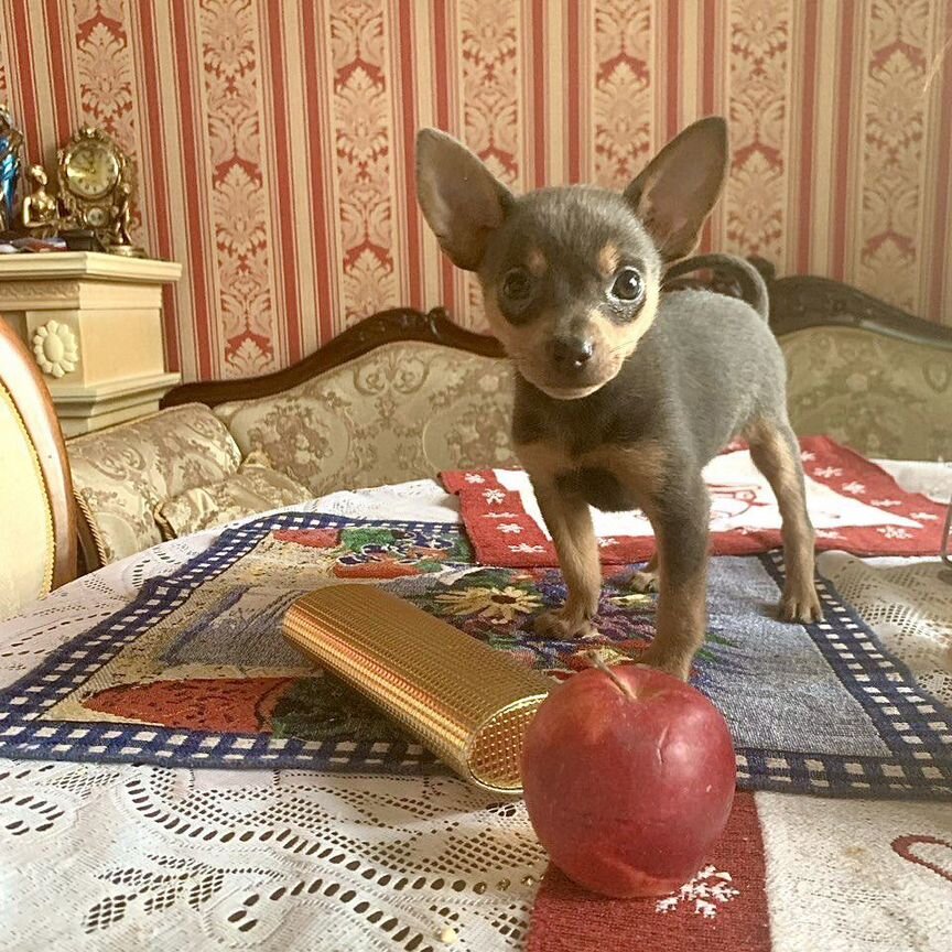 Той-терьер
