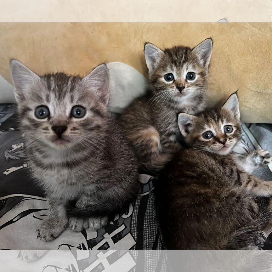 Шотландская(мама котят)