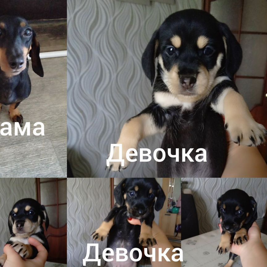 Щенки таксы